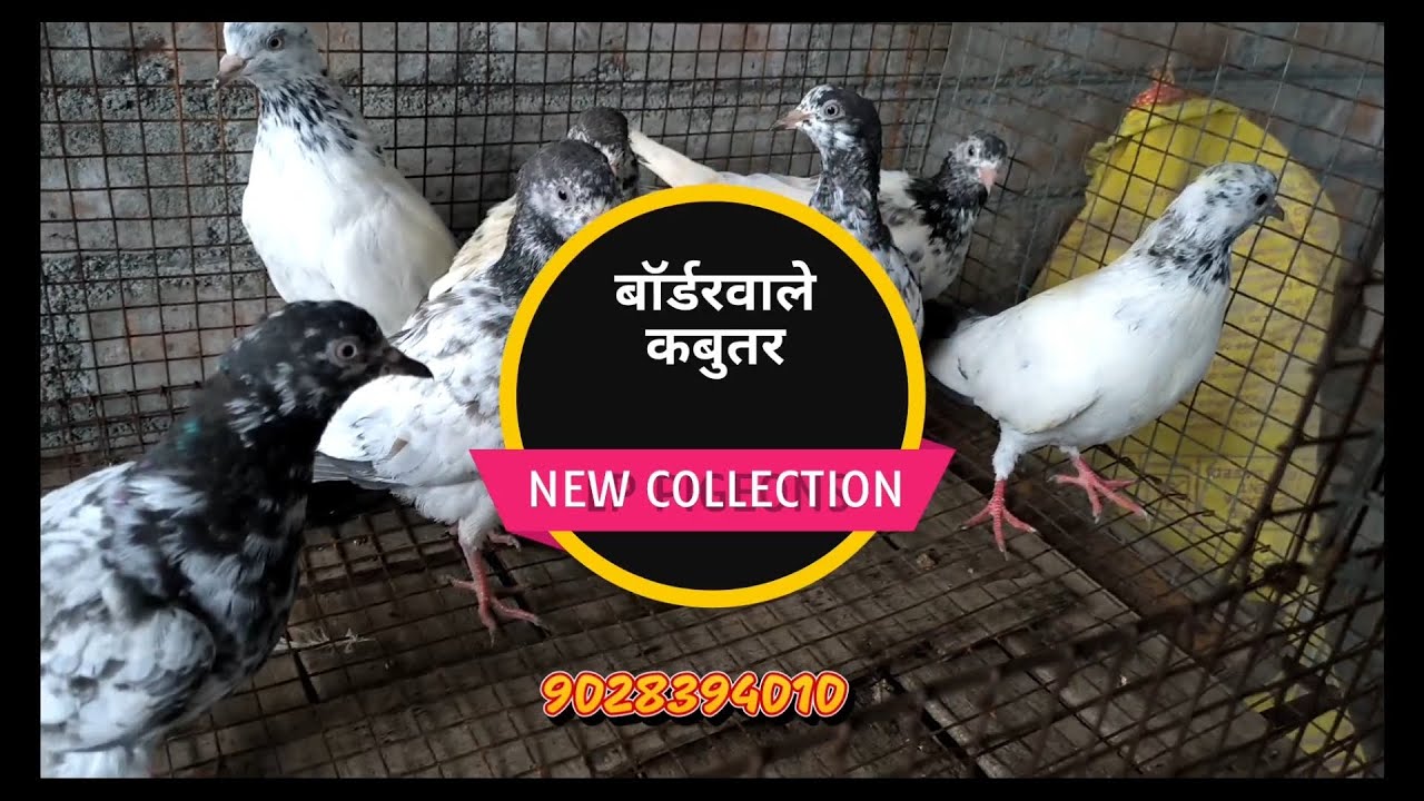 Kabootar Pathe | Borderwale Kabootar New Collection Sale | Latur ...