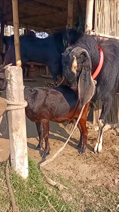 The goats are enjoying the best day of the year #shorts #short #shorts ...