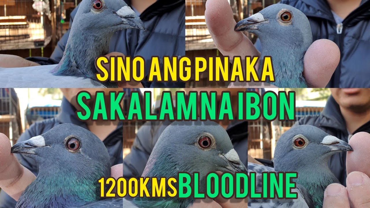KALAPATI CHANNEL 2021: VLOG #4 ANG ORIGIN NG MGA SAKALAM NA KALAPATI ...