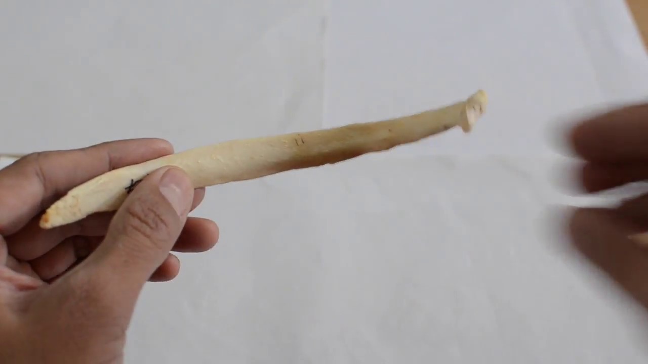 11TH RIB - IDENTIFICATION AND SIDE DETERMINATION - YouTube