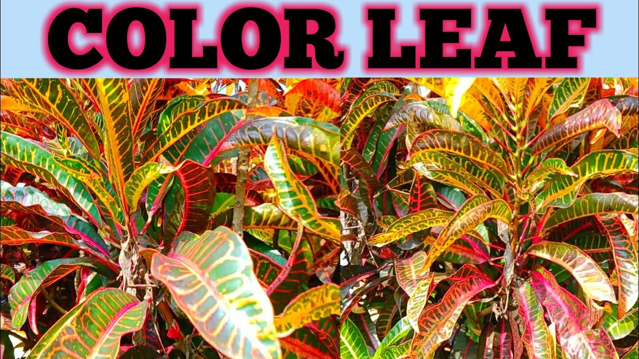 🍁 Har colour ki pattiyan Anokha ped🍁#croton #tree #colors #tree # ...