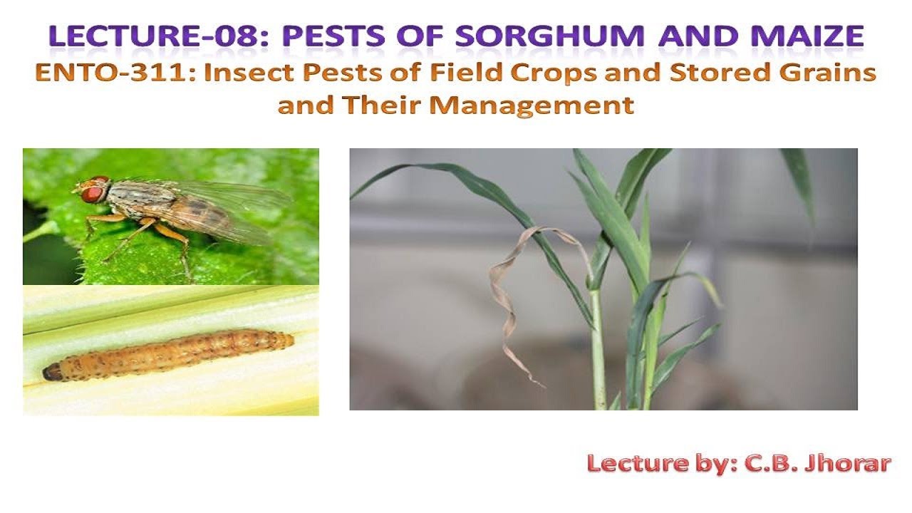 ENTO- 311 Lecture- 08: Pests Of Sorghum And Maize - YouTube