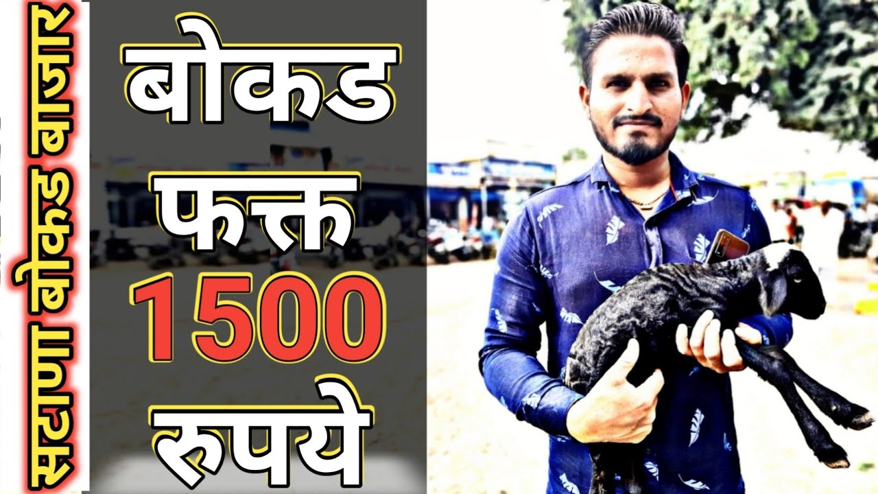 सटाणा बोकड बाजार : bokad palan : बोकड पालन - YouTube
