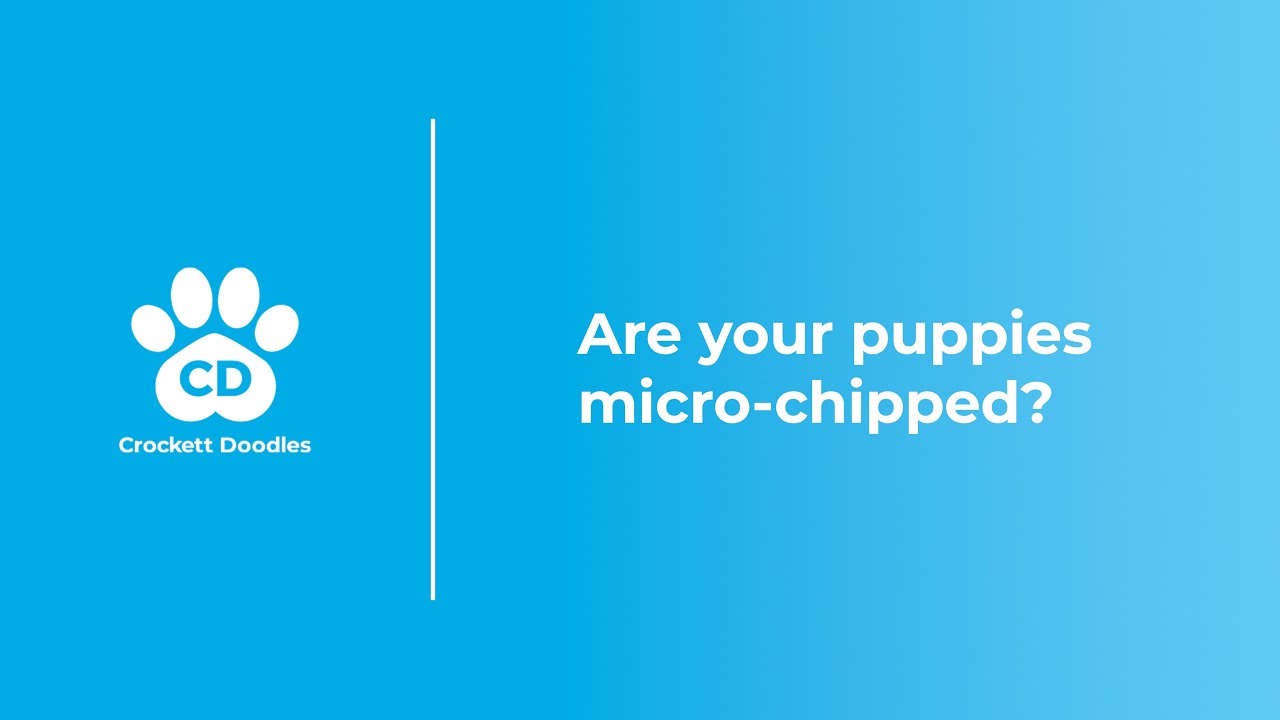 Q&A: Are Your Puppies Micro-Chipped? - YouTube