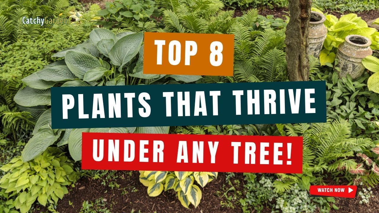 TOP 8 PLANTS That THRIVE UNDER ANY TREE!🌳🌼🌿 // #gardeningideas - YouTube