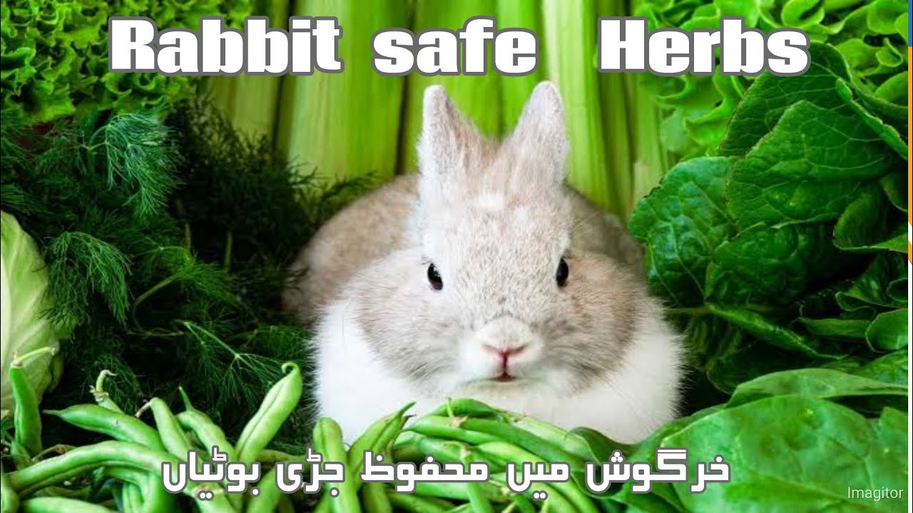 Rabbit can eating herbs different leaves|| rabbit can eat different ...
