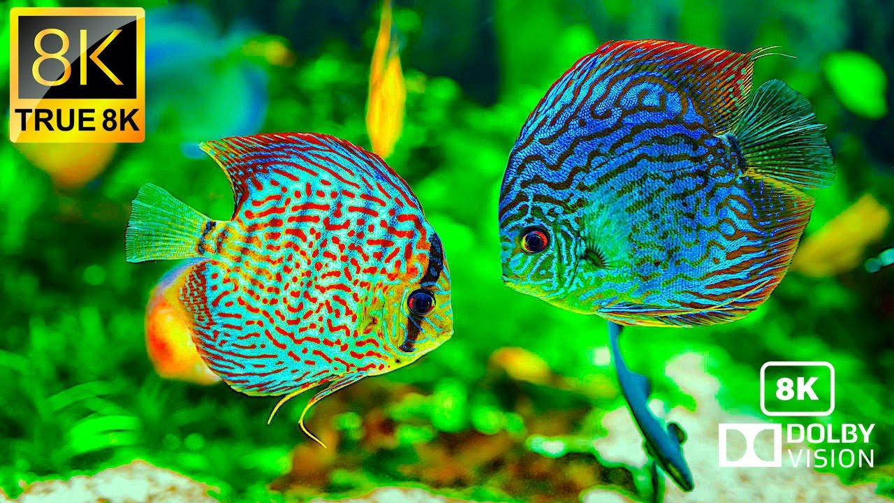Fish 8K : Colourful Fish 8K Ultra HD Video 120 FPS | 8K TV - YouTube