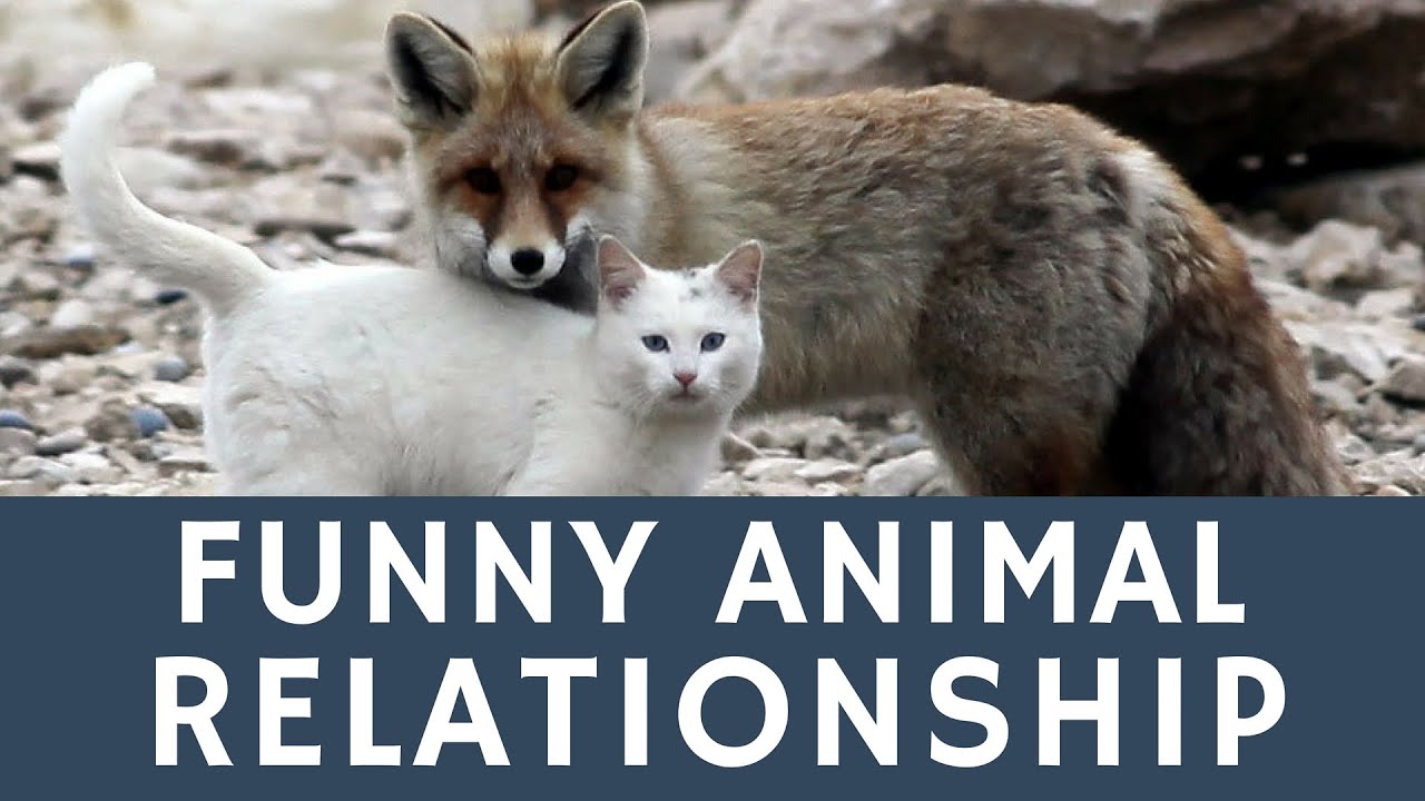 FUNNY friendship of a cat and a fox in Turkey - YouTube
