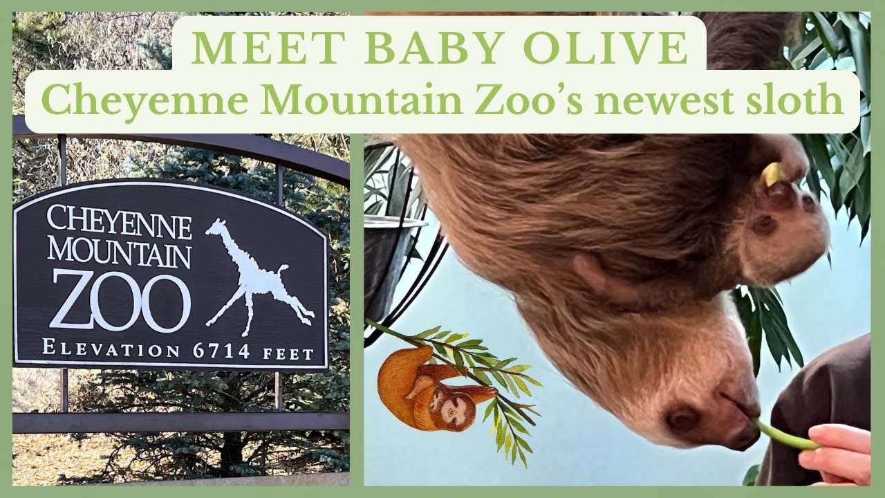 Meet Olive 🦥: An Adorable Baby Sloth at the Cheyenne Mountain Zoo in ...