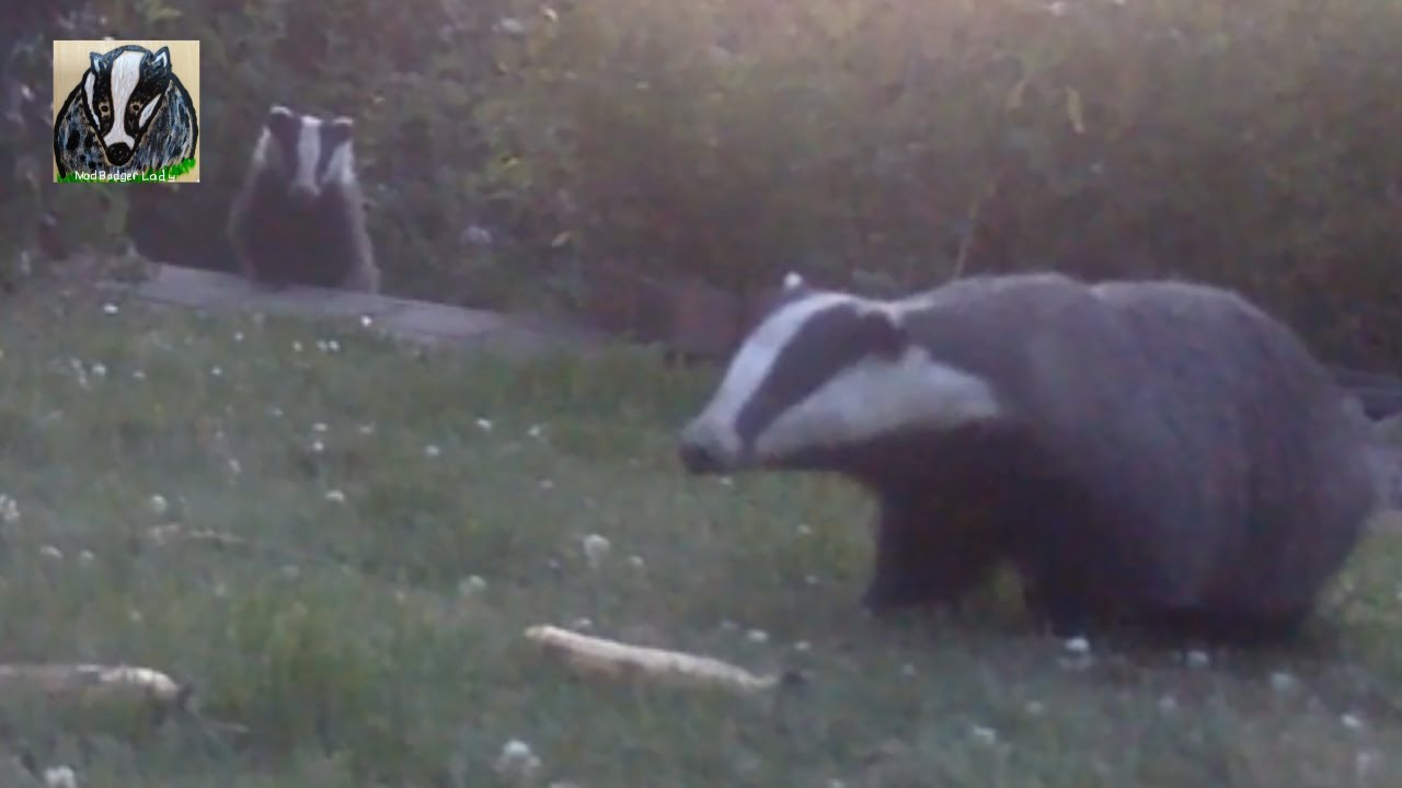 Badger and Sneaky Badger - YouTube