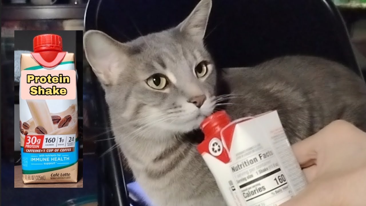 Cat's Reaction to Protein Shake - YouTube