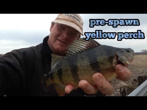 pre-spawn yellow perch below the Mississippi River Dam. - YouTube