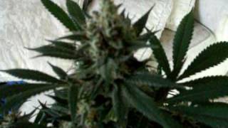 Hashplant At Harvest