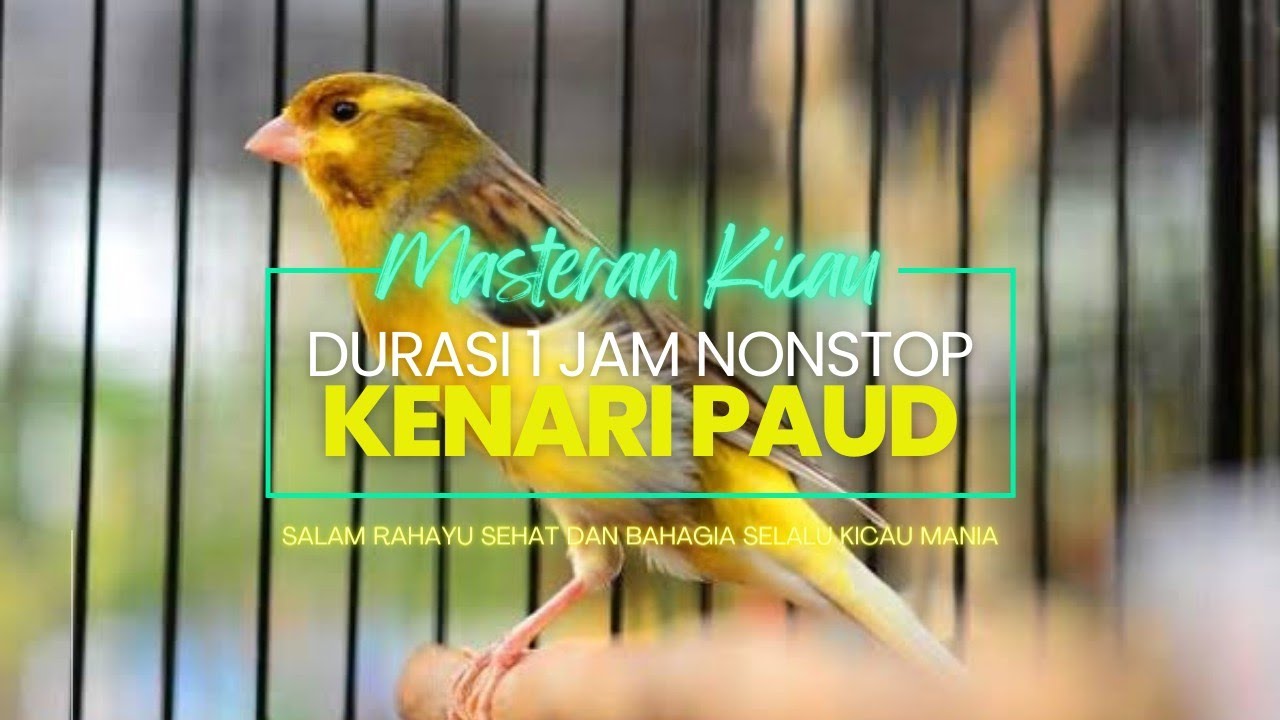 Masteran Kenari 1 Jam Nonstop‼️ || Terapi Suara Air Masteran Kenari ...