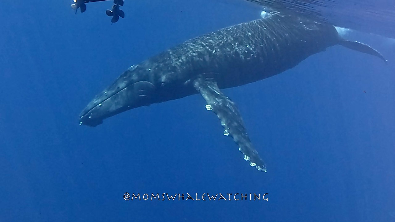 A close encounter with two humpback whales seen above and below the ...