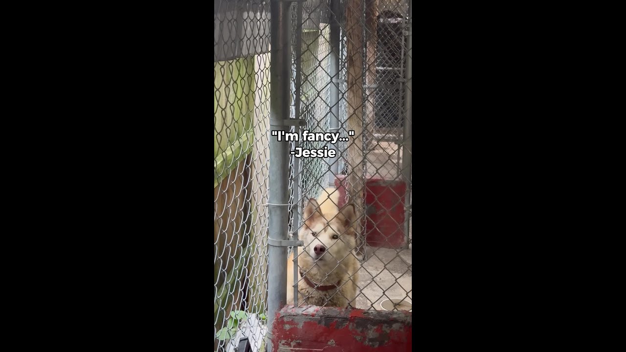 Don't Wait! Meet These Amazing Pets Ready for Adoption Today! - YouTube
