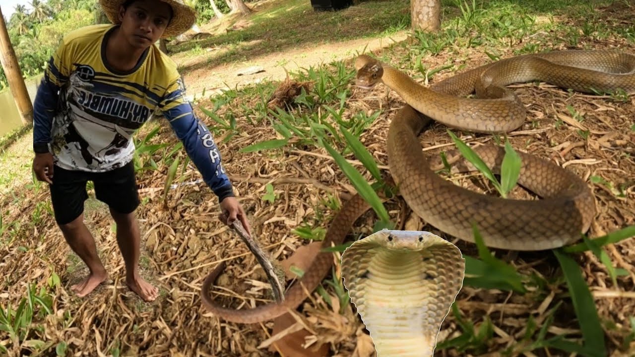 MGA UMAALIGID NA AHAS SA BUKID MUNTIKAN KONA MATAPAKAN - YouTube