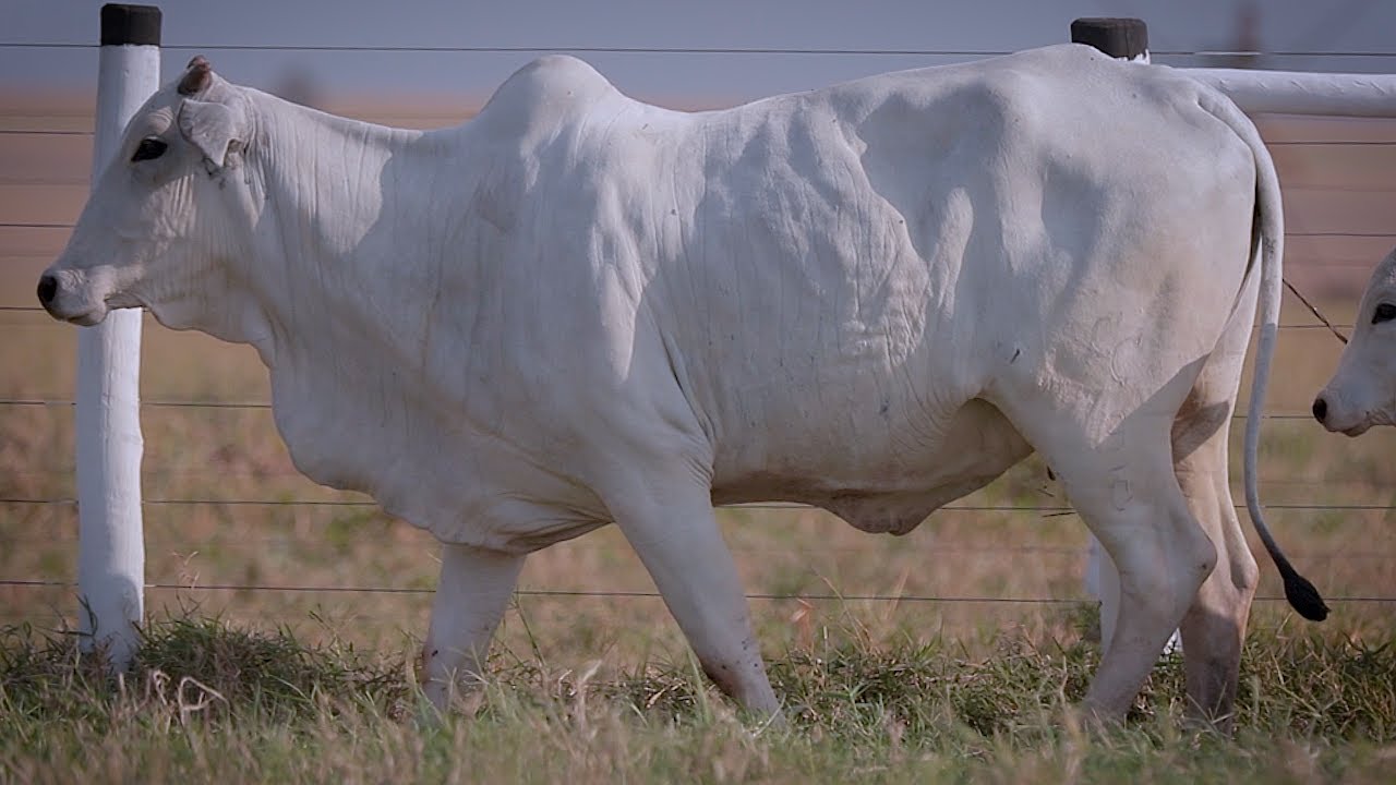 LOTE 94 - CSCF 6085 - YouTube