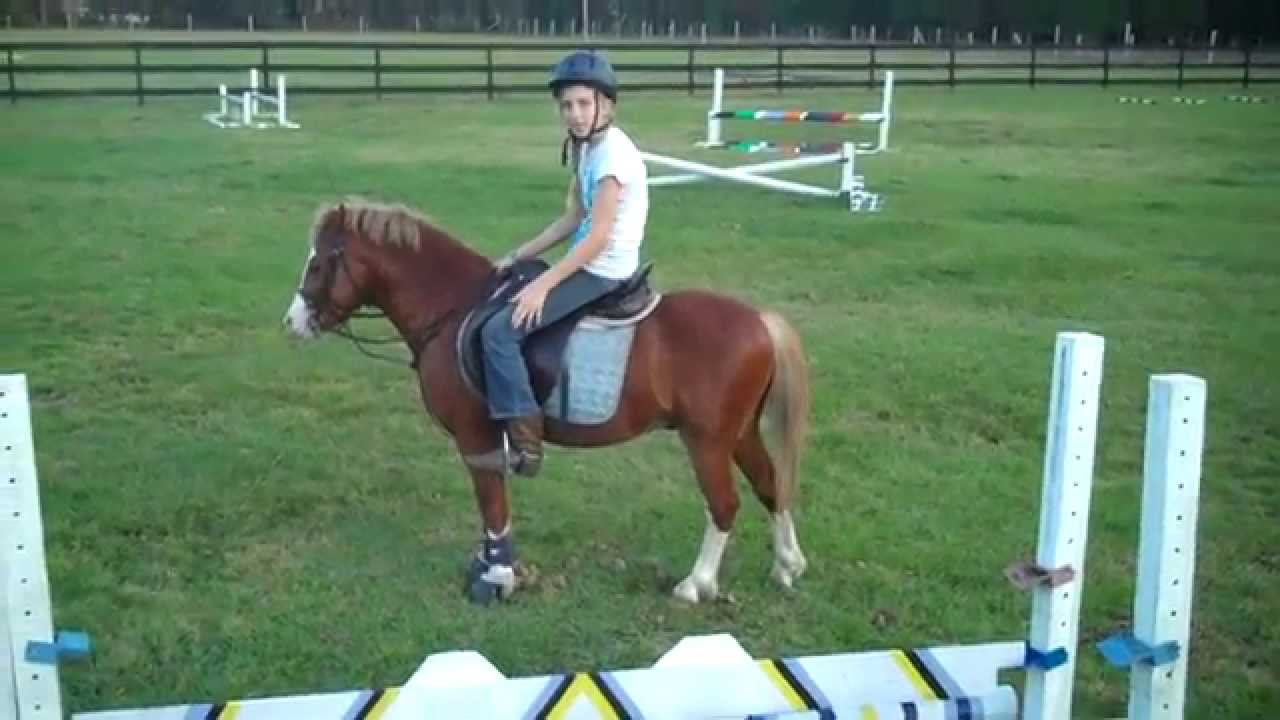 Sec A Welsh Pony Stallion Equiis Purple Mountain Majesty First Arena ...