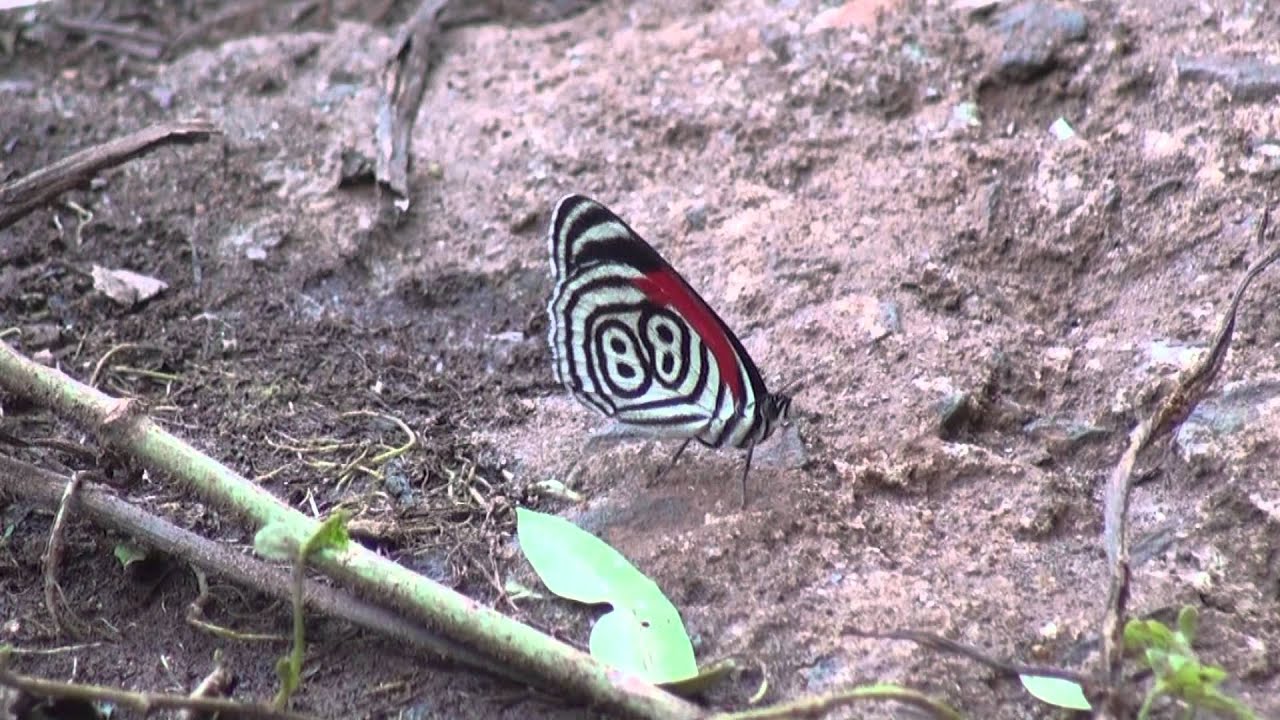 MARIPOSAS - Ochenta y ocho (Diaethria eluina) - YouTube
