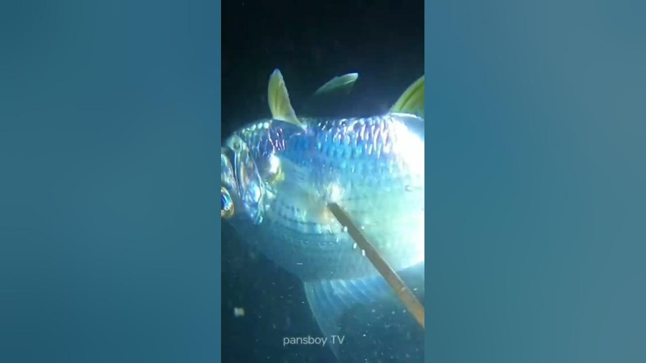 Ang Daming isda sa spot na to! - YouTube