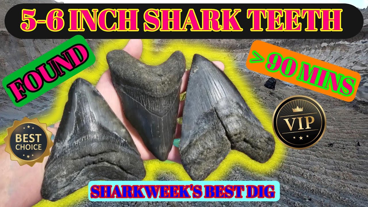 BEST MEGALODON HUNT EVER! - YouTube