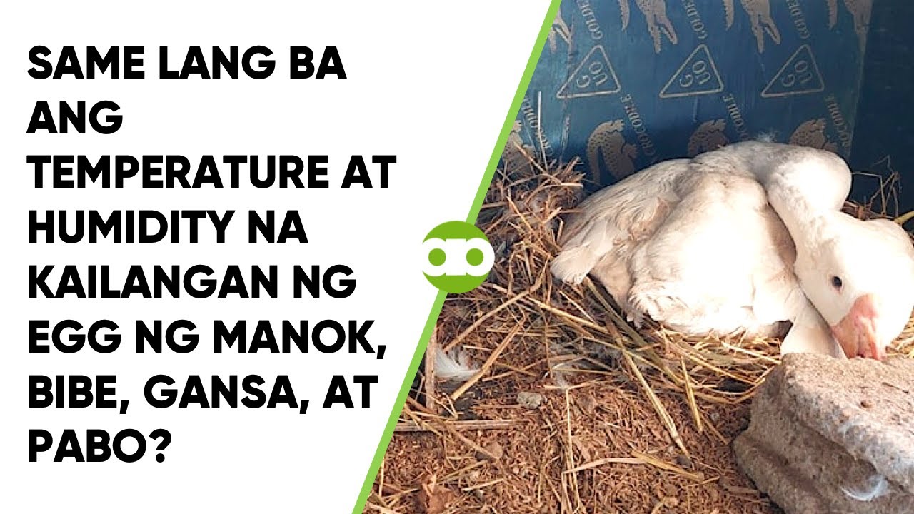 Same Lang Ba ang Temperature at Humidity na Kailangan ng Egg ng Manok ...