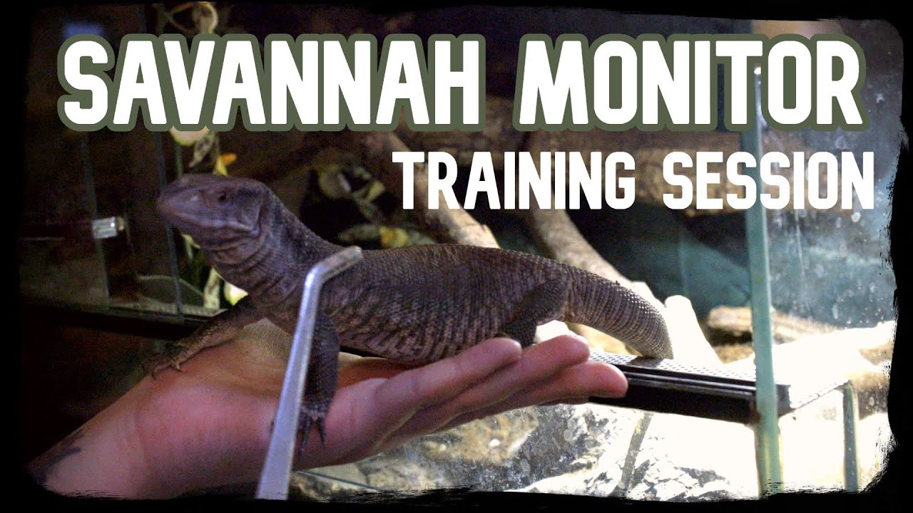 SAVANNAH MONITOR TRAINING - YouTube