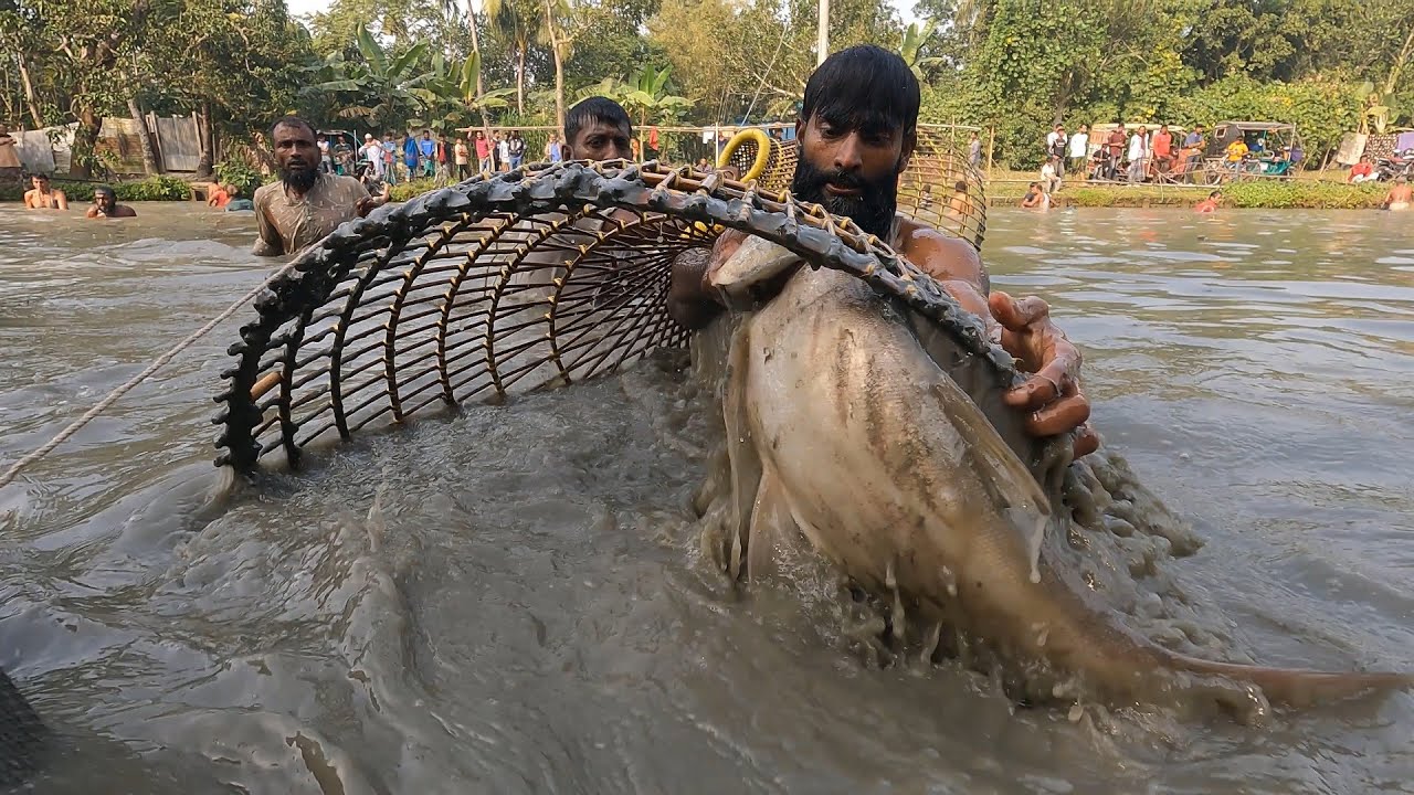 প্রাচীন পদ্ধতিতে বিশাল মাছ শিকার করলো। Catching Big Fish In Traditional ...