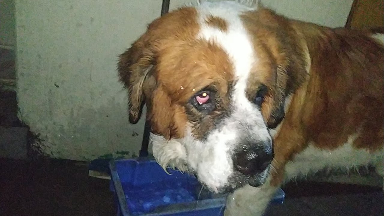 Bruno - The LifeGuard For His Toy | Bruno Singh | Saint Bernard | - YouTube