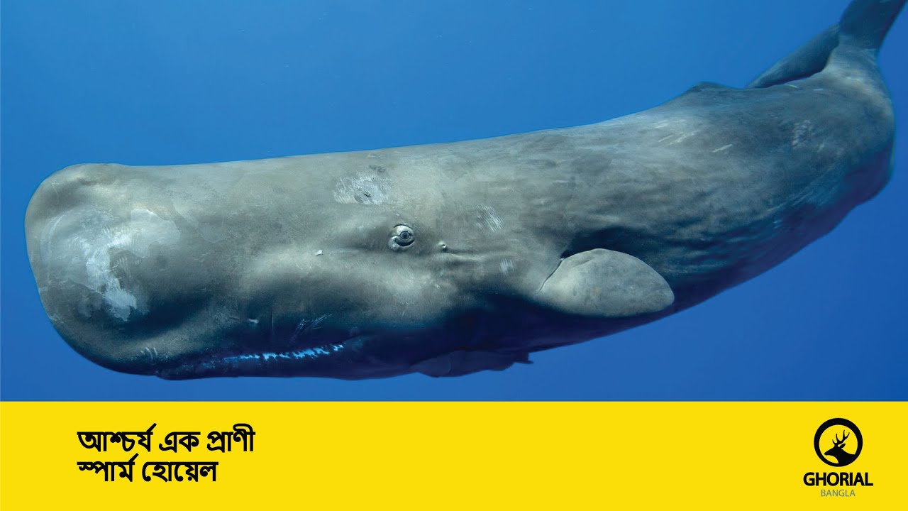 Sparm Whale 2 - YouTube