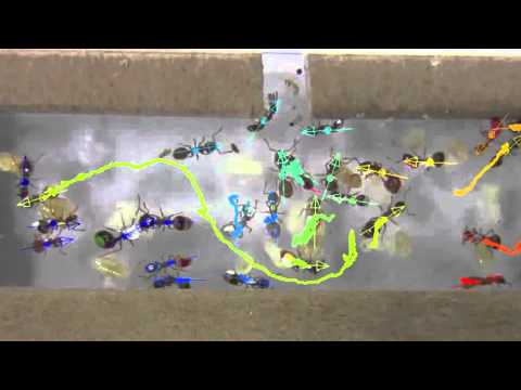 Multiple Ant Tracking - YouTube