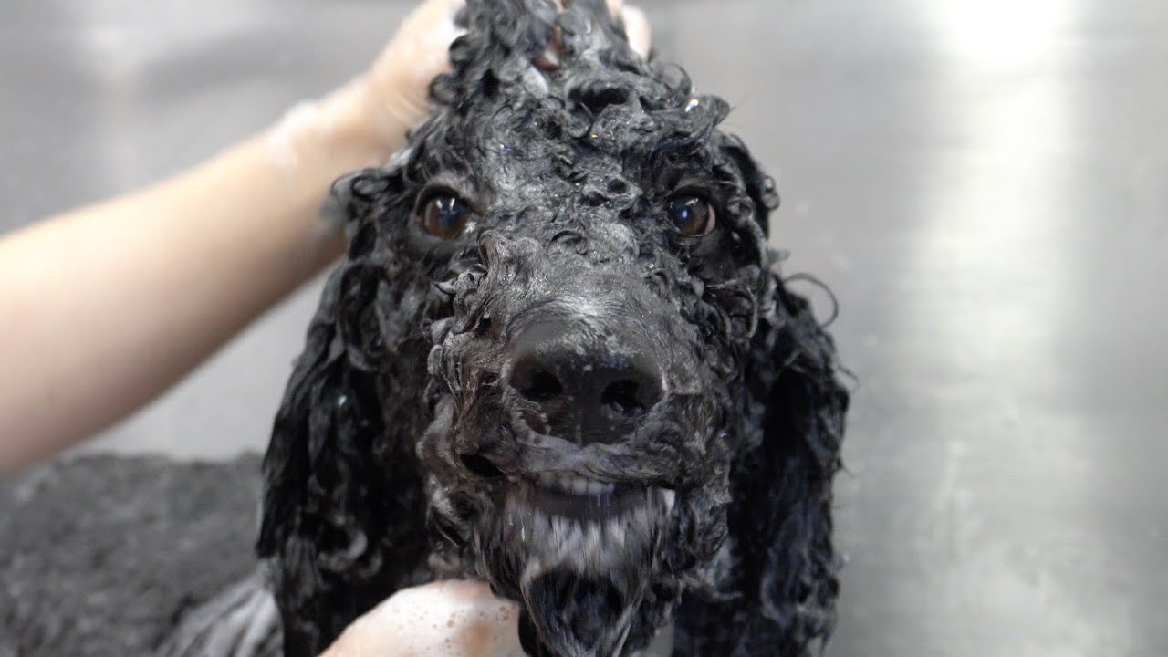 The MOST EXPENSIVE groom | Guess this breed of dog - YouTube
