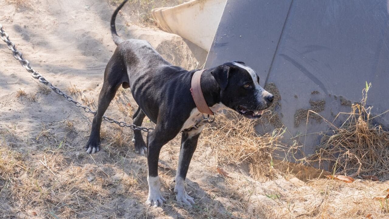 Agents rescue 160 dogs, seize drugs, guns in S.C. dogfighting operation ...