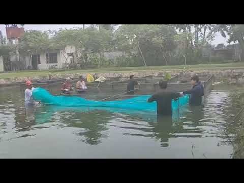 proses cara pasang karamba ikan gurameh di kolam pembesaran - YouTube