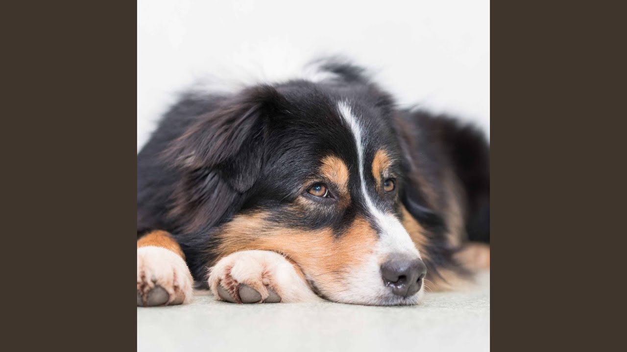 Cultivated A Peaceful Pup - YouTube