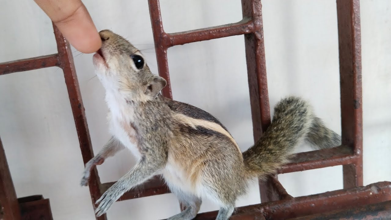 my friend honey #squirrels #anil a squirrel (anil's)#happy life~#soru ...