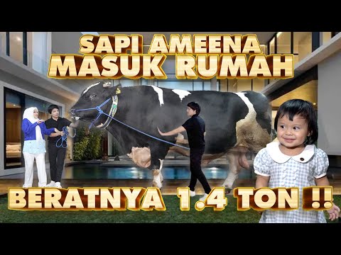 AKHIRNYA SAPI AMEENA SAMPAI DI RUMAH !!! KANDANGNYA GA MUAT !!