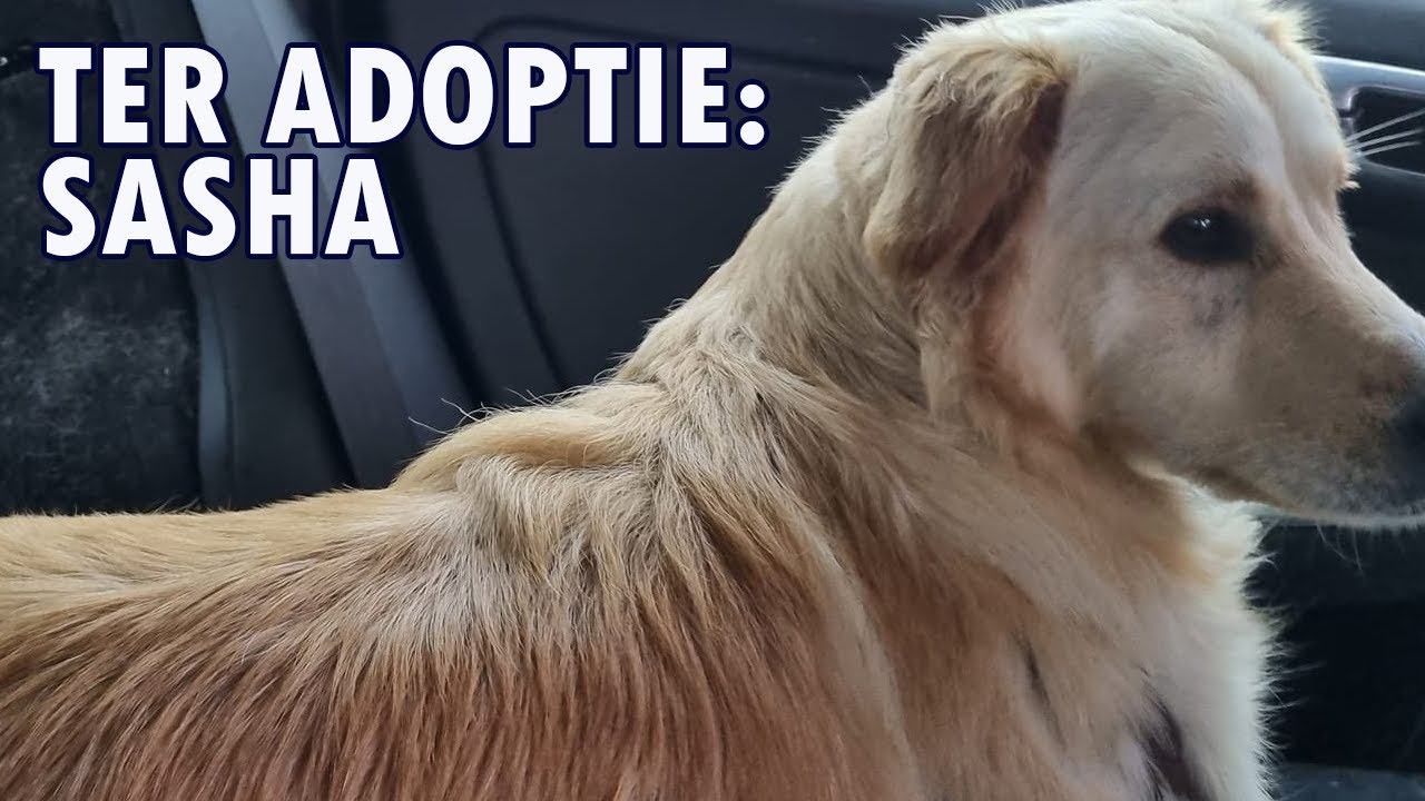 Ter adoptie: Sasha - YouTube