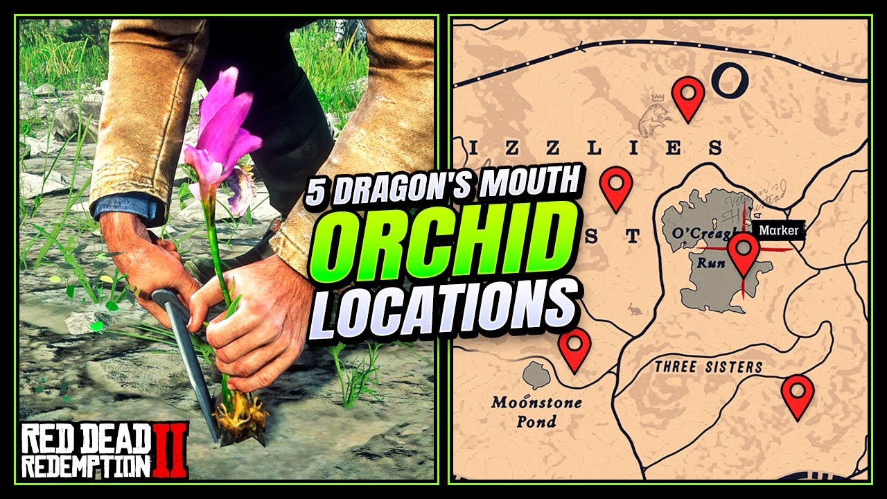 RDR2: Dragon's Mouth Orchid Locations - FAST & EASY Guide (Duchesses ...