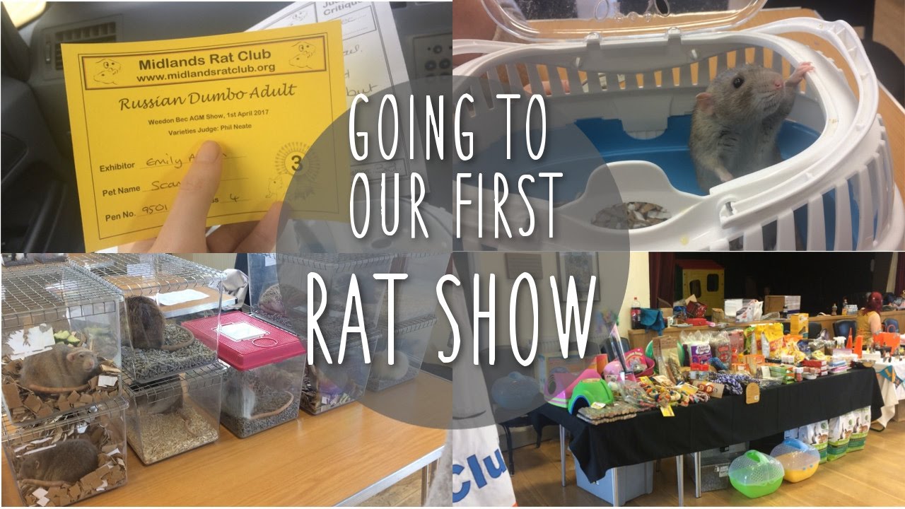 ATTENDING OUR FIRST RAT SHOW! - YouTube