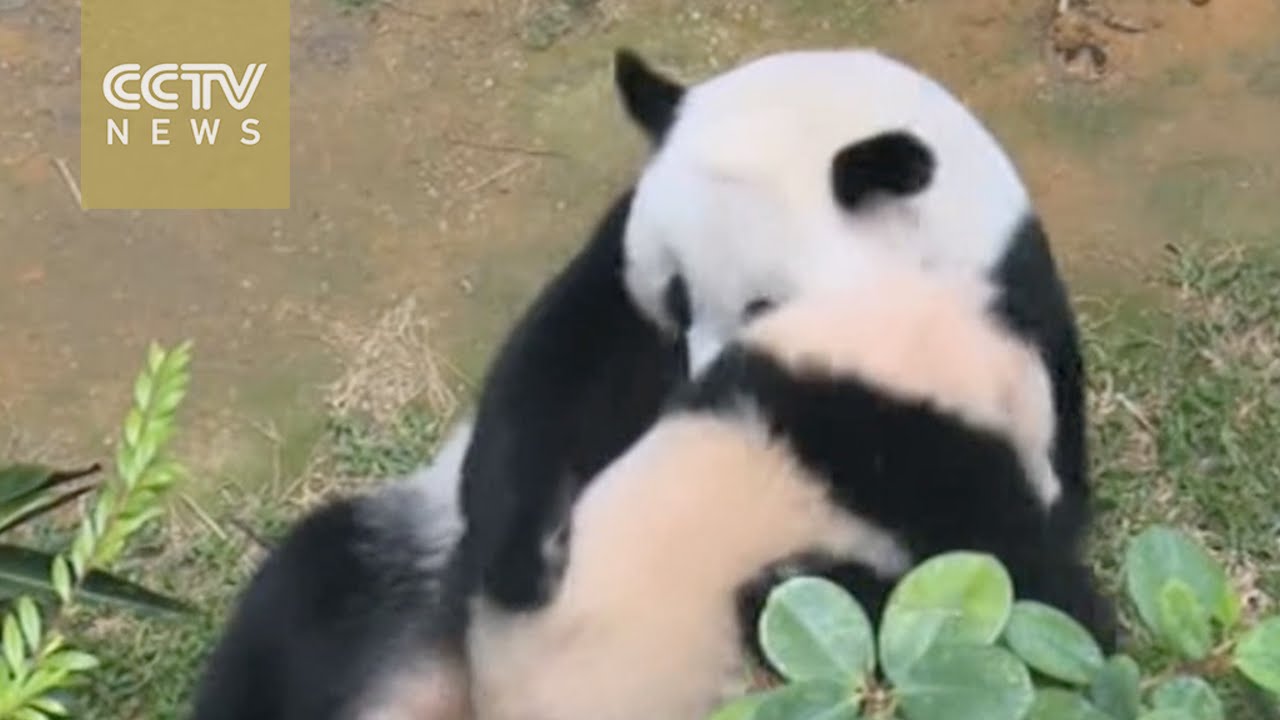 Malaysians help care for pandas at zoo - YouTube