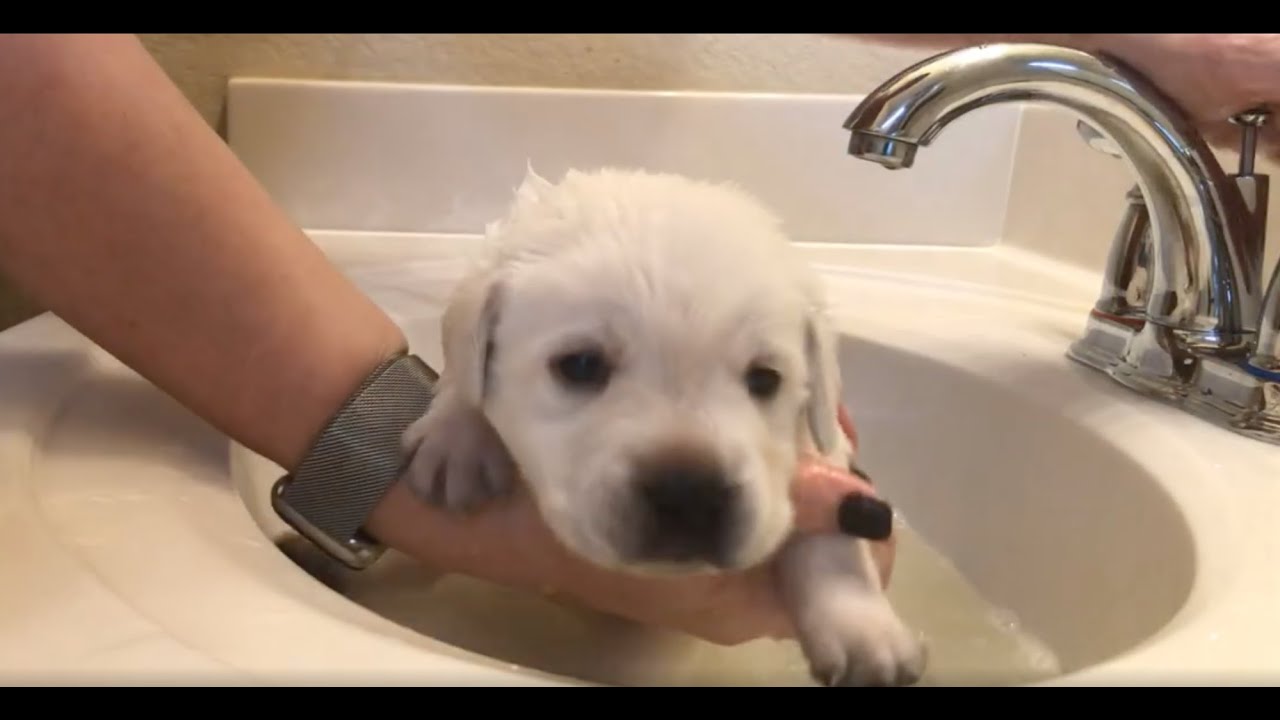 First bath for lab poopy puppy Kanye! - YouTube