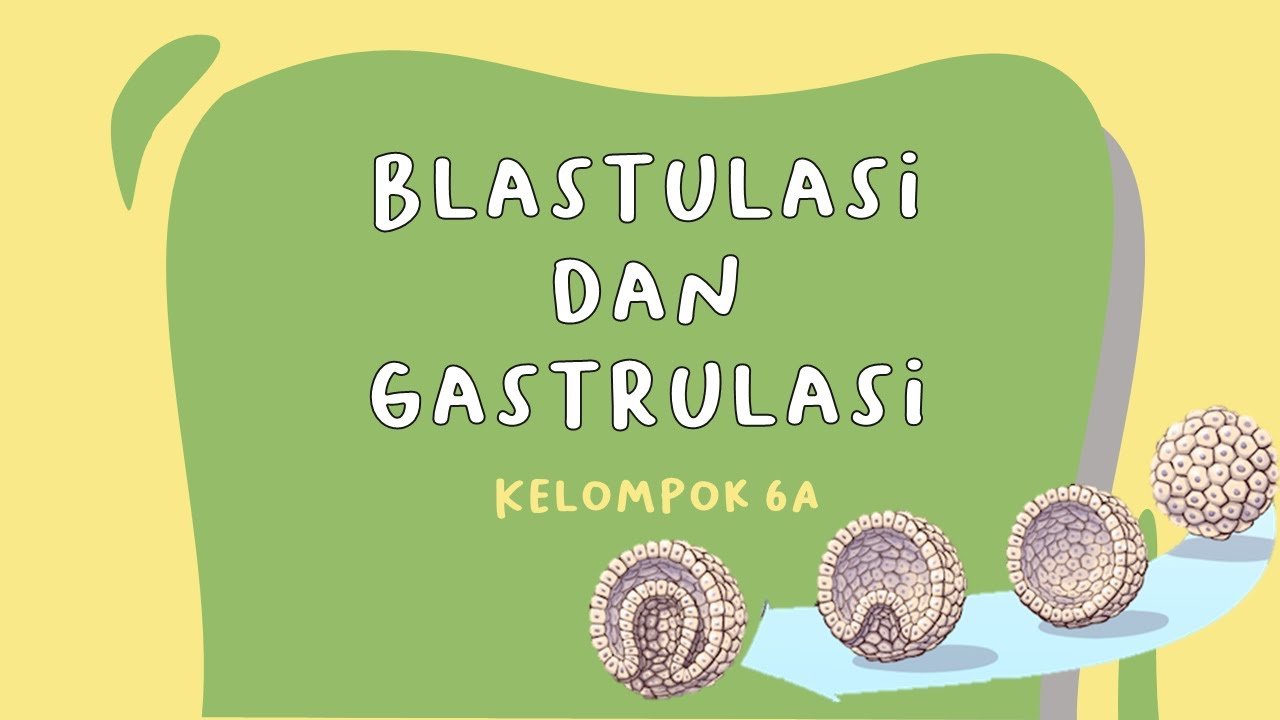 Blastulasi dan Gastrulasi? Proses Macam Apa Itu?! - YouTube
