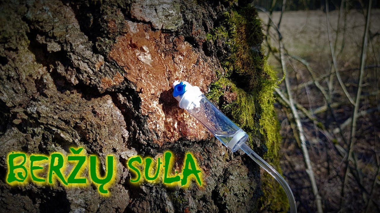 Beržų sula - YouTube
