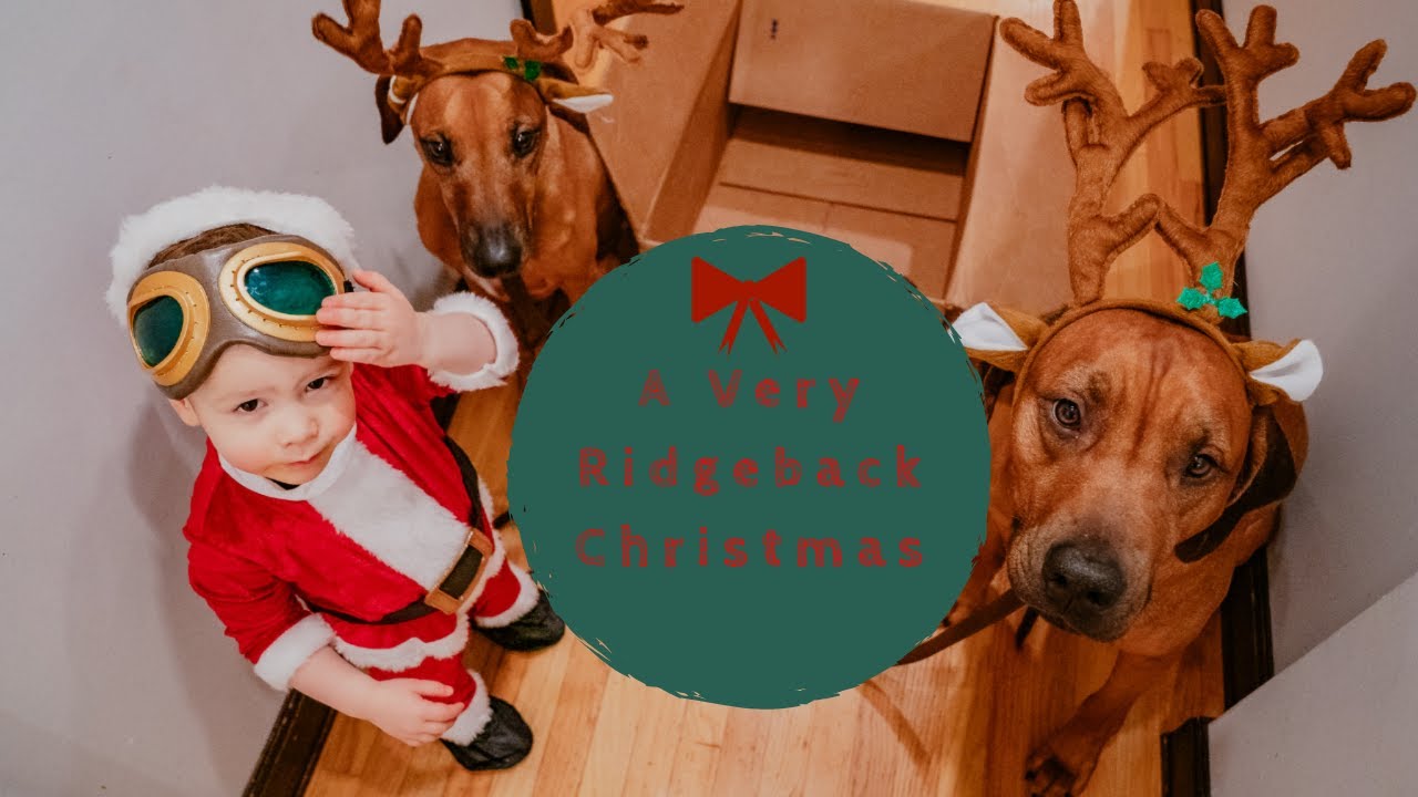 A Very Rhodesian Ridgeback Christmas - 2019 - YouTube