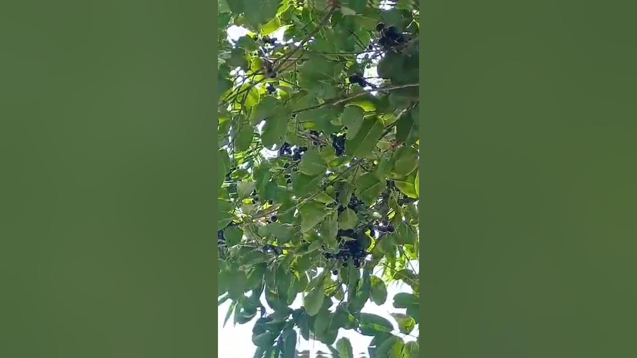 java plum || DUHAT - YouTube