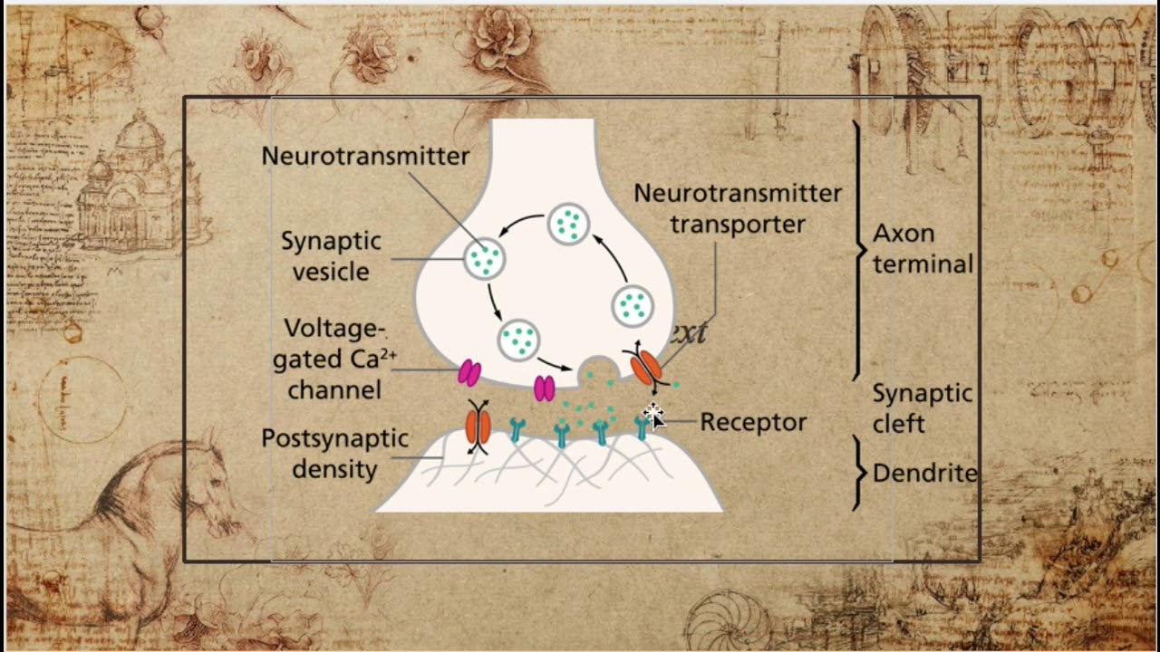 What Are Antidepressants? How Do Antidepressants Work? - YouTube