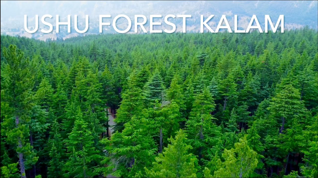 Ushu forest Kalam | most beautiful forest in kalam sawat Pakistan - YouTube