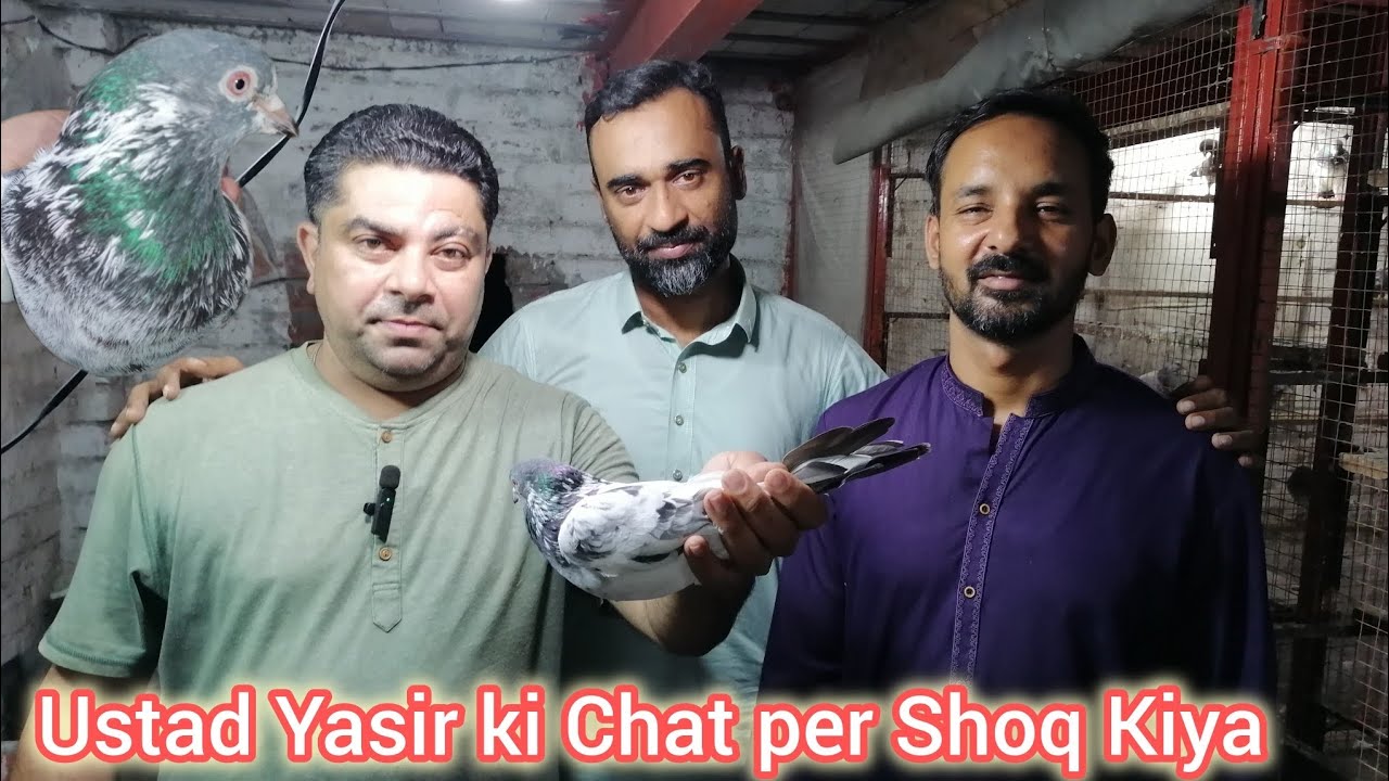 Ustad Yasir ki Chat per joro waly Kabootaro ka Shoq Kiya Maza agya ...